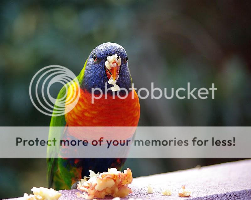 Rainbow Lorikeets [5 imgs] - PentaxForums.com